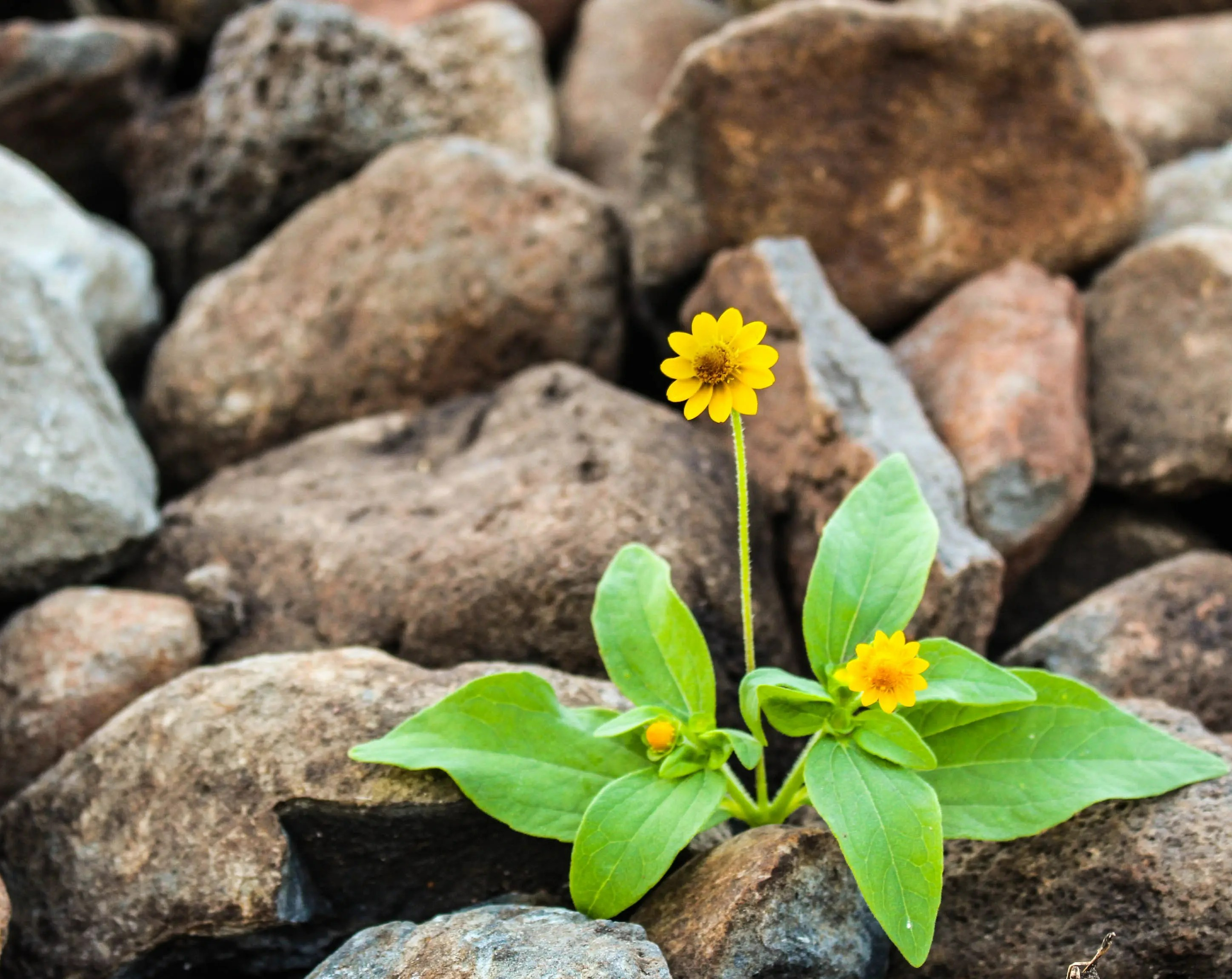 Psychological Thriving scale – Fuschia Sirois